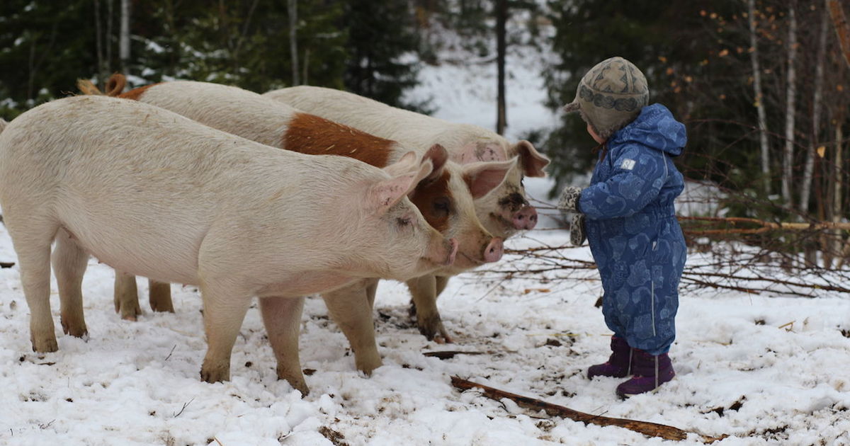 Stressfrie griser - Gardsfruene