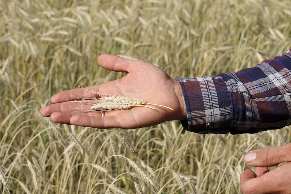 Urkorn tresking og fotoshoot - Gardsfruene